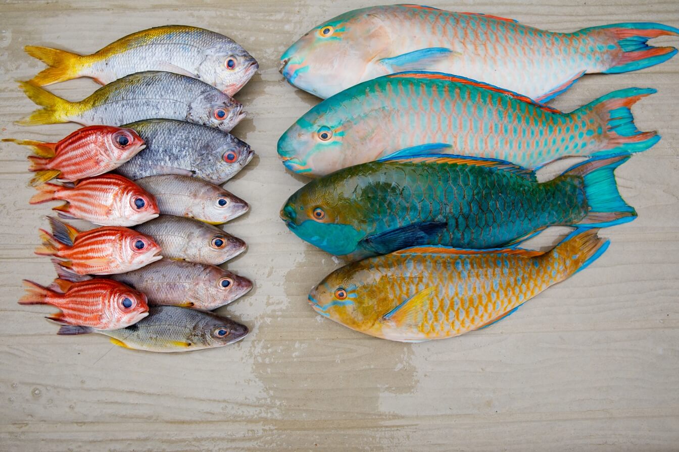 PEZ LORO - LATITUD 36 NORTE